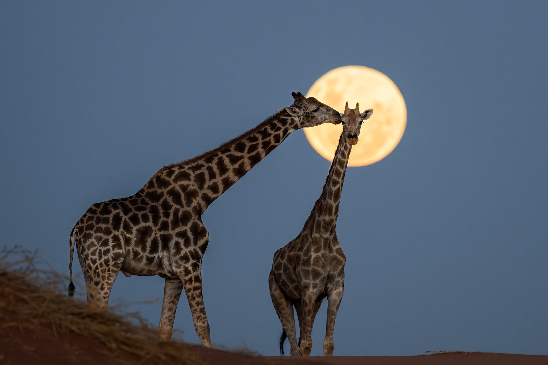 My Wildlife Photography Setup Explained: Gear, Settings, and Field Tip ...