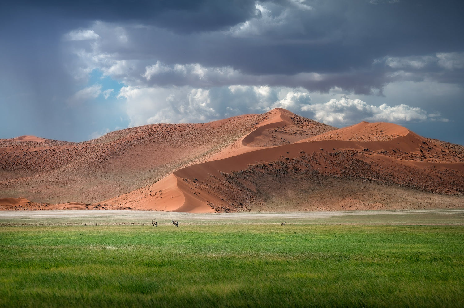 When the Desert Comes to Life: Witnessing Namibia’s Transformation Aft ...